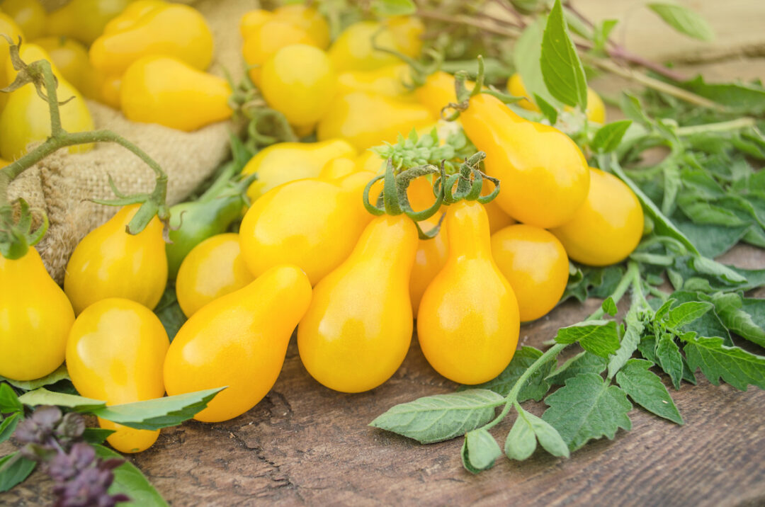 All About The Rich Pear Tomato - Minneopa Orchards