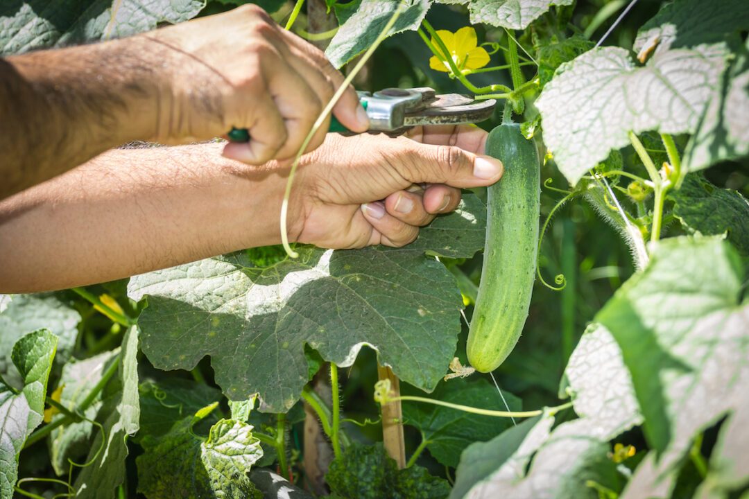 When to Pick Cucumbers for Perfect Results - Minneopa Orchards