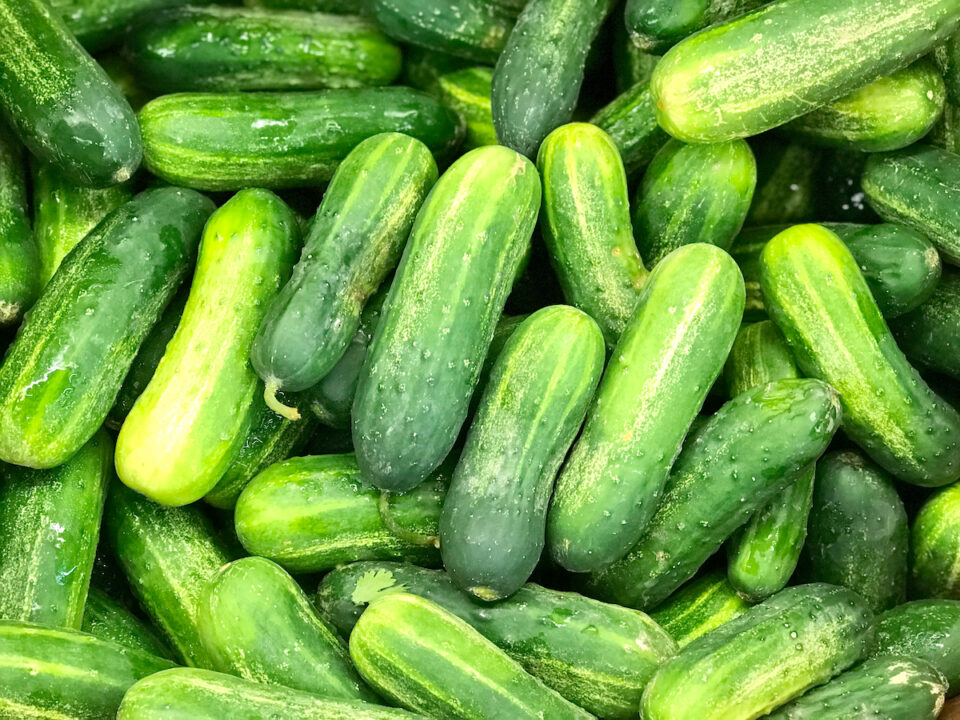 The Best Pickling Cucumbers - Minneopa Orchards