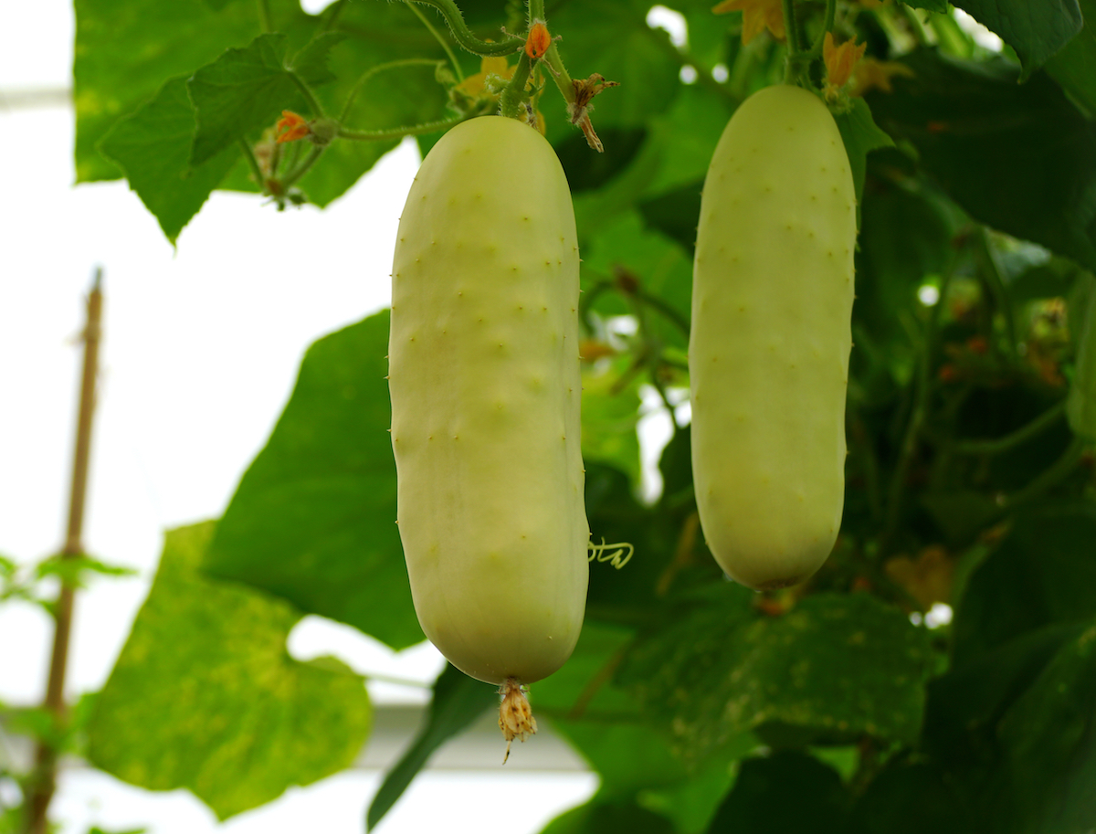 The Unique Silver Slicer Cucumber - Minneopa Orchards