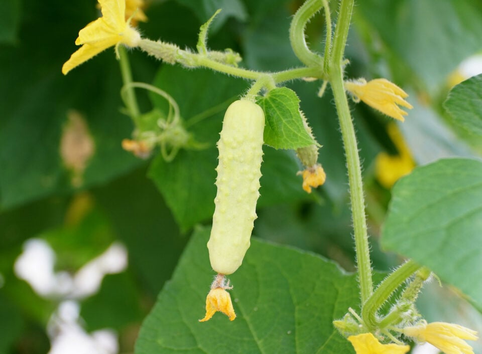 The Unique Silver Slicer Cucumber - Minneopa Orchards