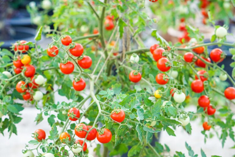All About The Tiny but Mighty Spoon Tomato - Minneopa Orchards