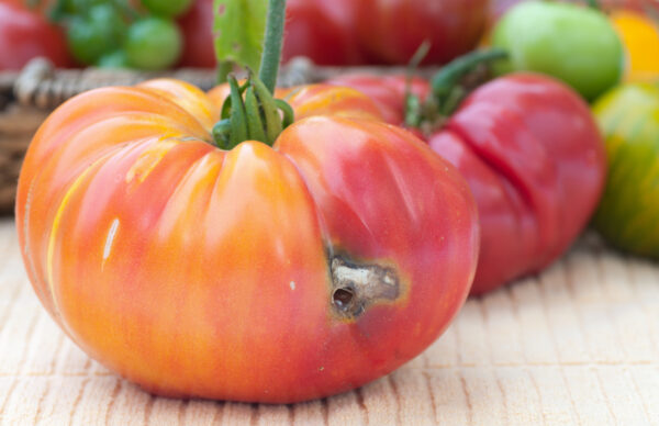 All About The Beautiful Striped German Tomato - Minneopa Orchards