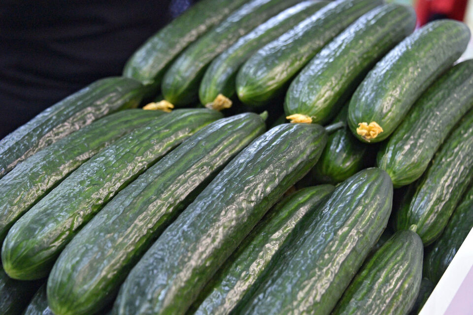 The Refreshing Summer Dance Cucumber - Minneopa Orchards