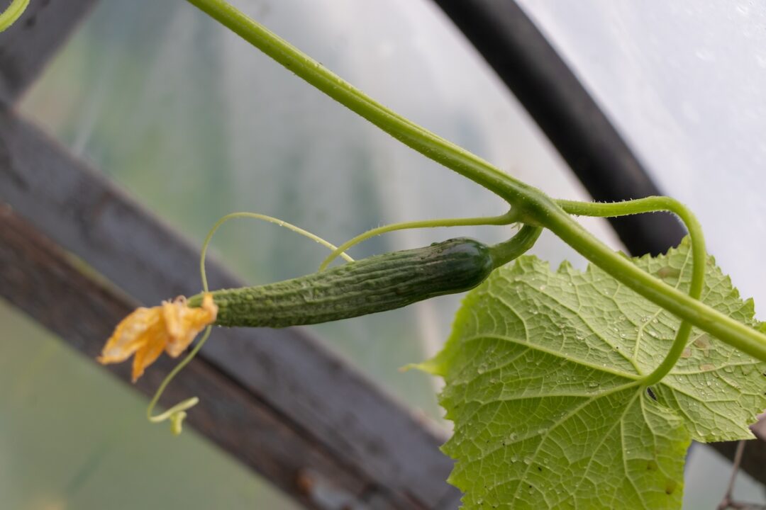The Strange Suyo Long Cucumber - Minneopa Orchards