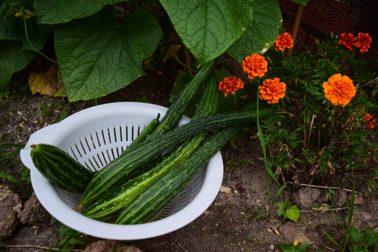 The Strange Suyo Long Cucumber - Minneopa Orchards
