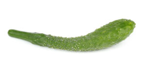 The Strange Suyo Long Cucumber - Minneopa Orchards