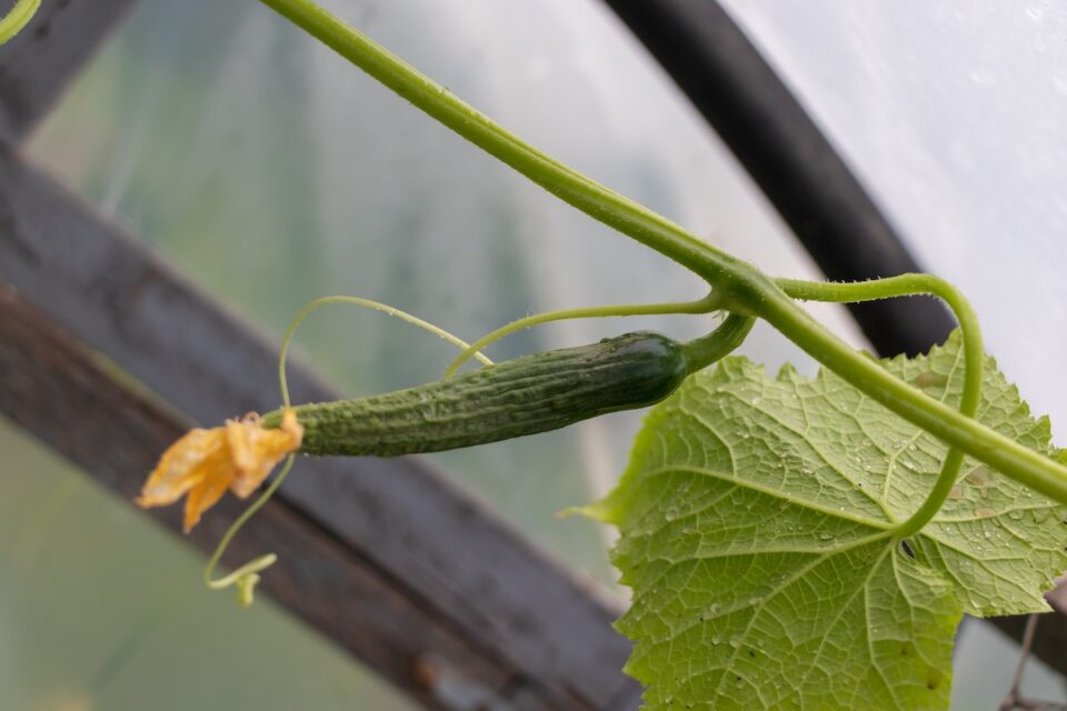 The Strange Suyo Long Cucumber - Minneopa Orchards