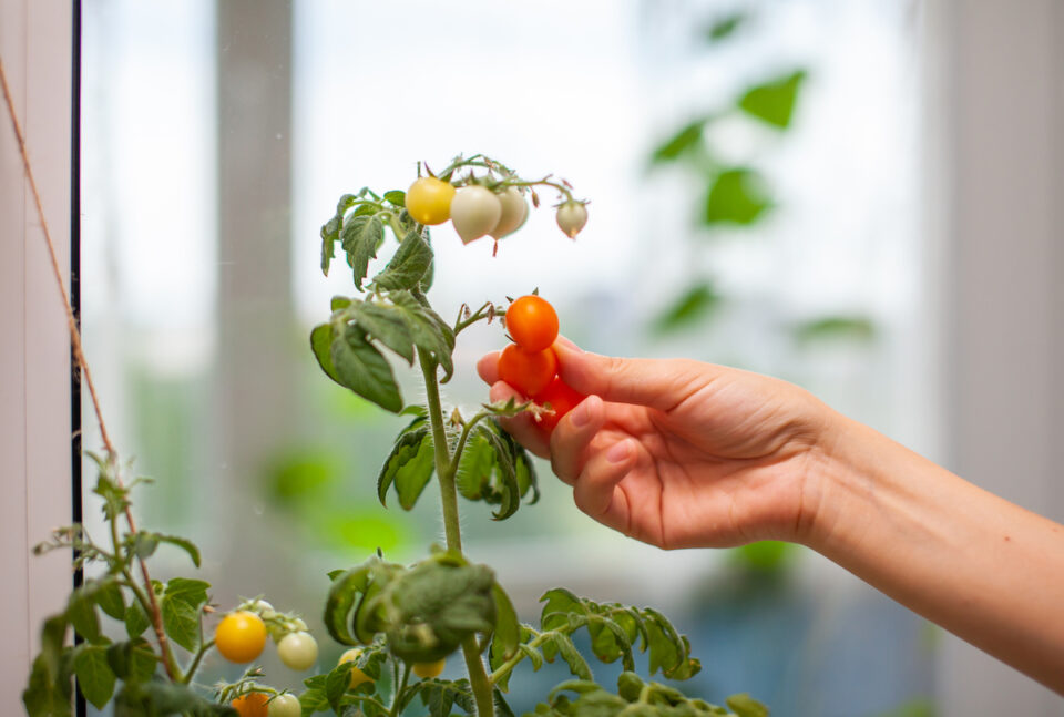 Growing Tomatoes in Winter (Yes, It Can Be Done!) - Minneopa Orchards