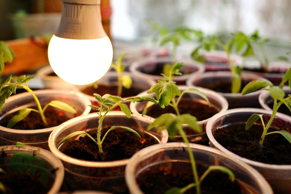 Growing Tomatoes in Winter (Yes, It Can Be Done!) - Minneopa Orchards