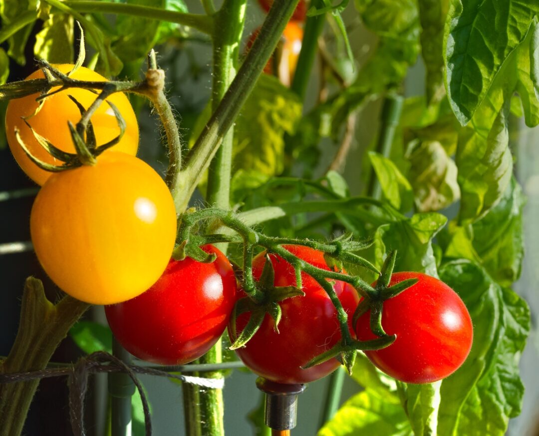 Growing Tomatoes in Winter (Yes, It Can Be Done!) - Minneopa Orchards