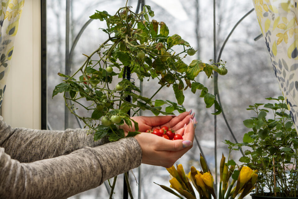 Growing Tomatoes in Winter (Yes, It Can Be Done!) - Minneopa Orchards