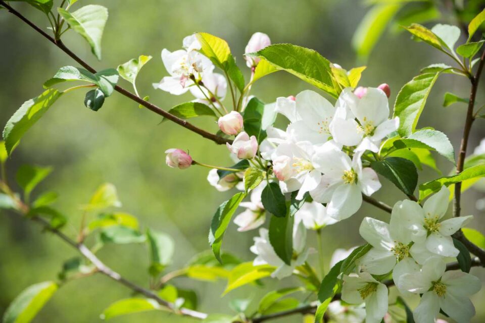 45 Crabapple Tree Varieties For You To Consider - Minneopa Orchards