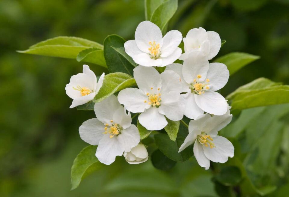 The Spring Snow Crabapple Tree - Minneopa Orchards