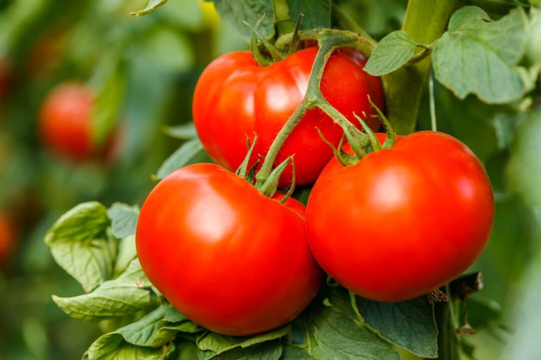 All About Planting, Growing, and Enjoying the Bella Rosa Tomato ...