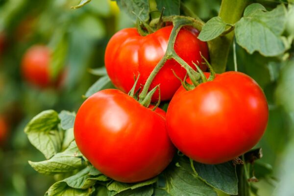 All About Planting, Growing, and Enjoying the Bella Rosa Tomato ...