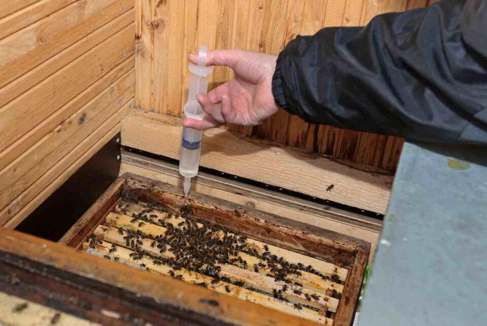 Oxalic Acid Bee Treatment: The Best Beekeeper's Guide - Minneopa Orchards