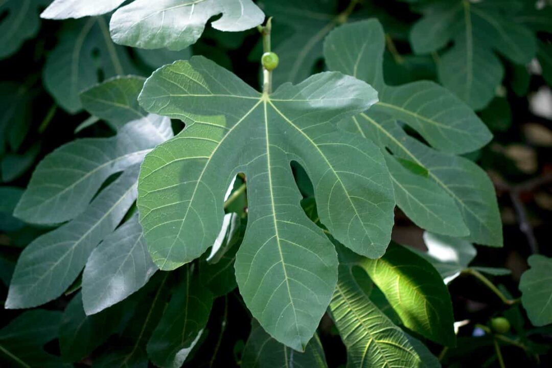 All About the Yellow Fig - Minneopa Orchards