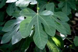 All About the Yellow Fig - Minneopa Orchards