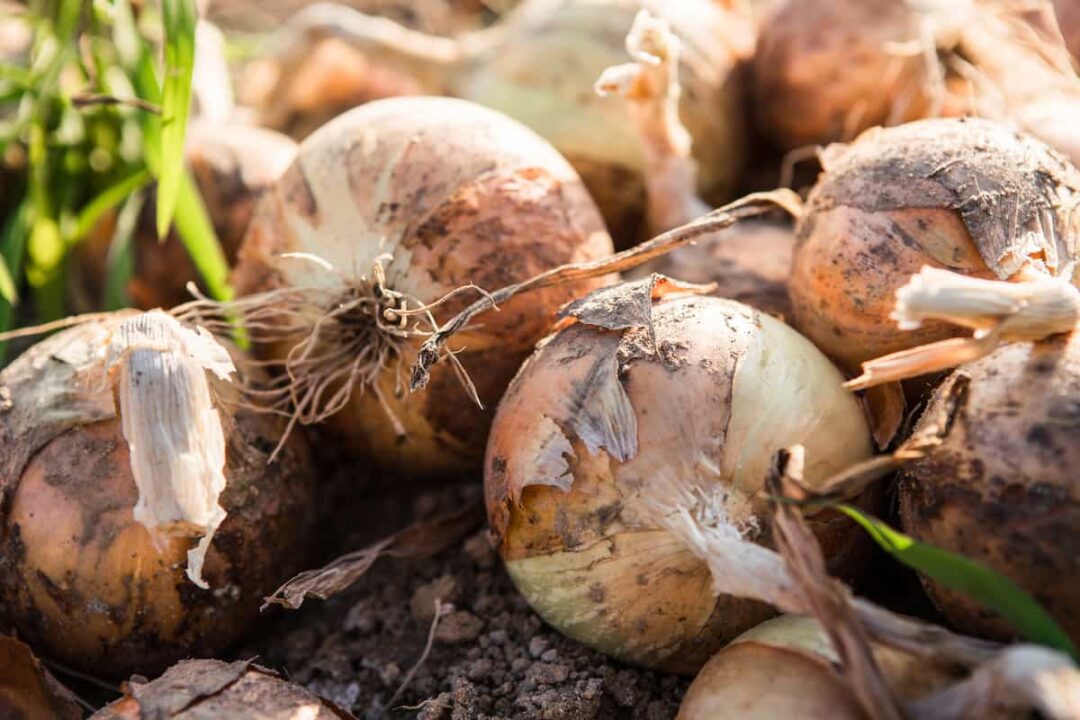 All About Yellow Onions - Minneopa Orchards