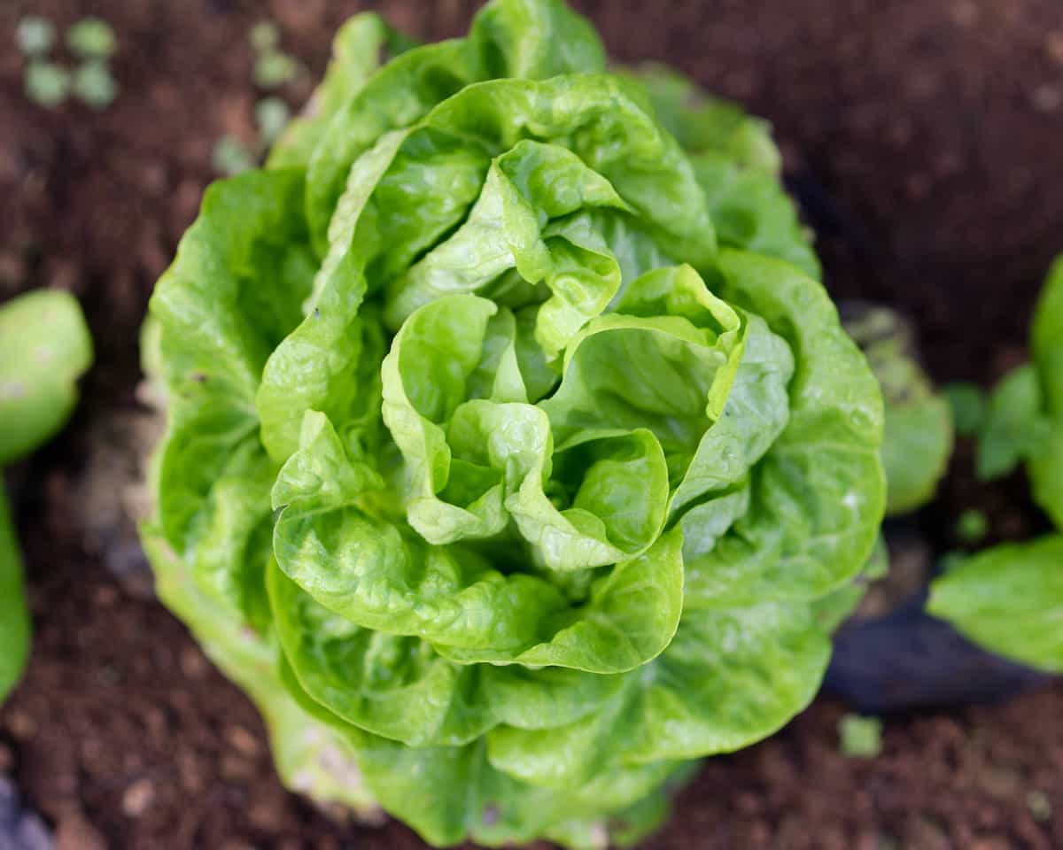 How to Plant Lettuce - Minneopa Orchards