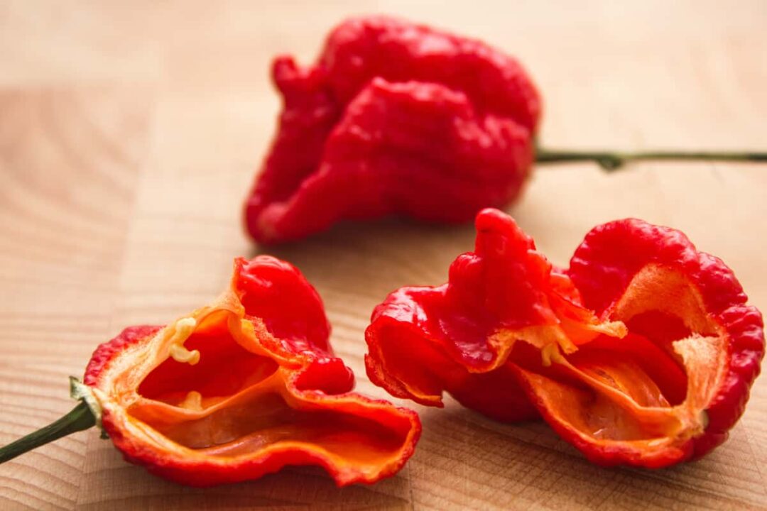 All About the Trinidad Scorpion Butch T Pepper - Minneopa Orchards