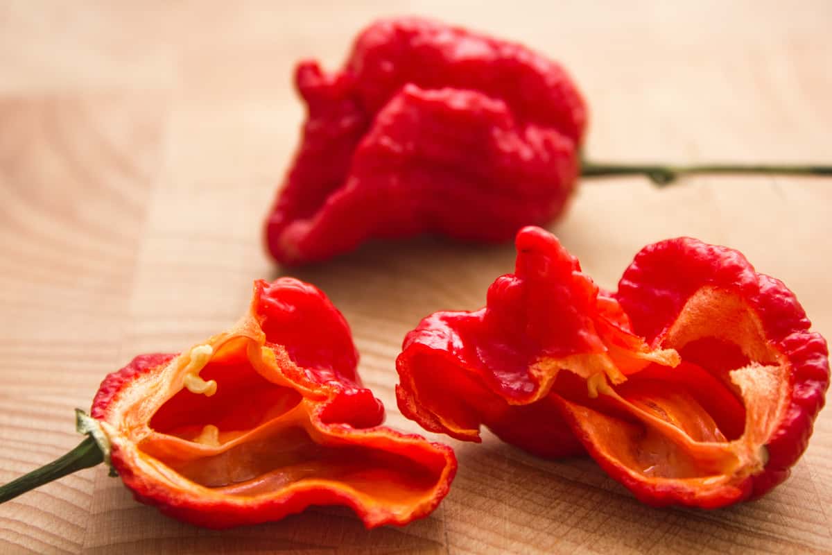 All About the Trinidad Scorpion Pepper - Minneopa Orchards