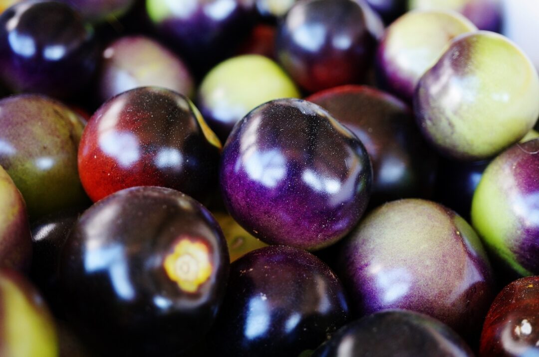 All About The Indigo Rose Tomato - Minneopa Orchards