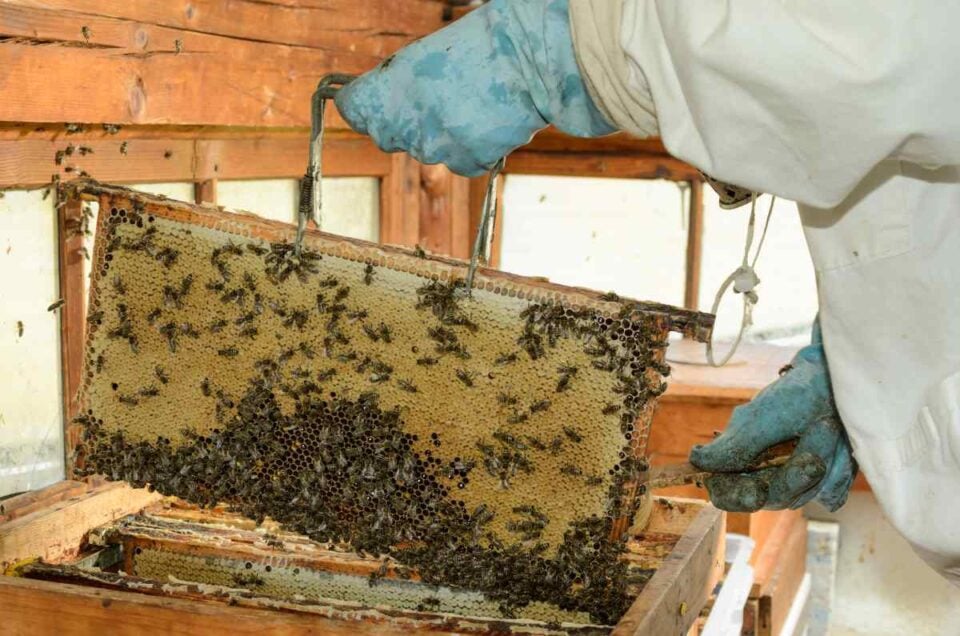 Indoor Beehives: The Smart way to Keep Beehives Indoors - Minneopa Orchards