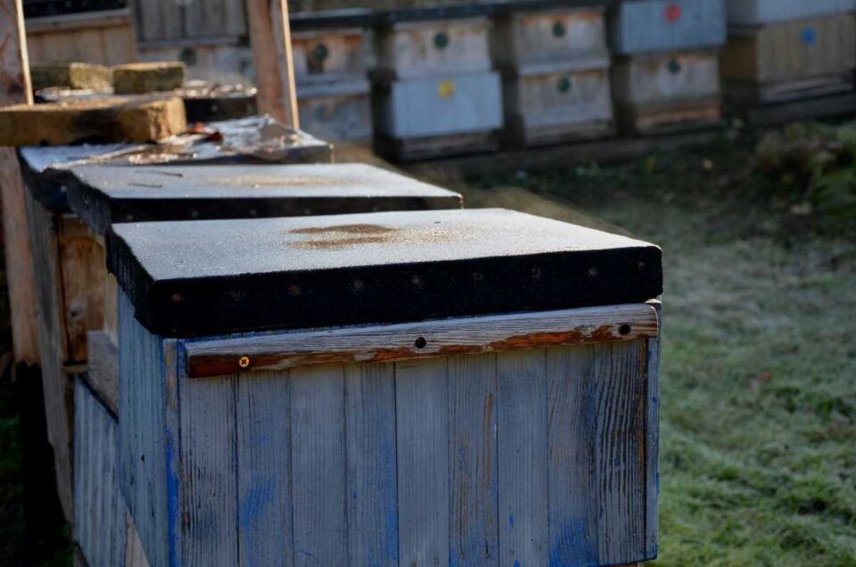 The 7 Best Types of Beehives for Beekeepers - Minneopa Orchards