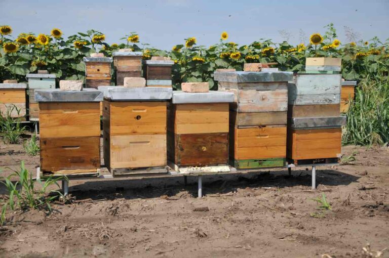 The 7 Best Types of Beehives for Beekeepers - Minneopa Orchards
