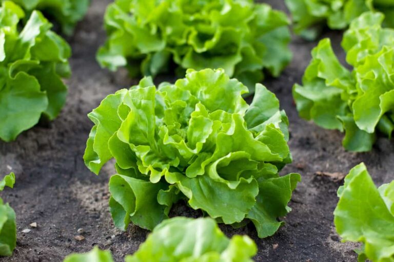 How to Plant Lettuce - Minneopa Orchards