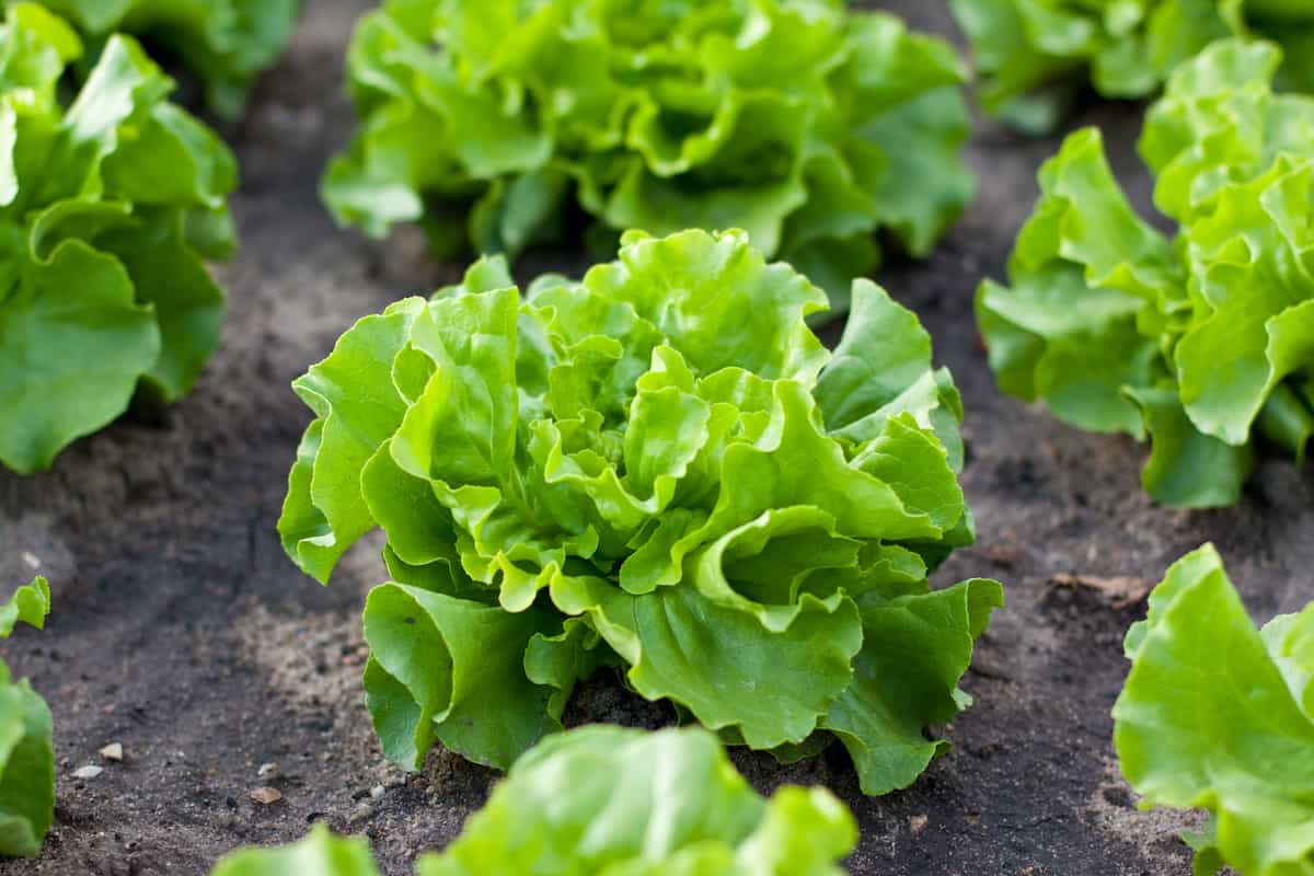 How to Plant Lettuce - Minneopa Orchards