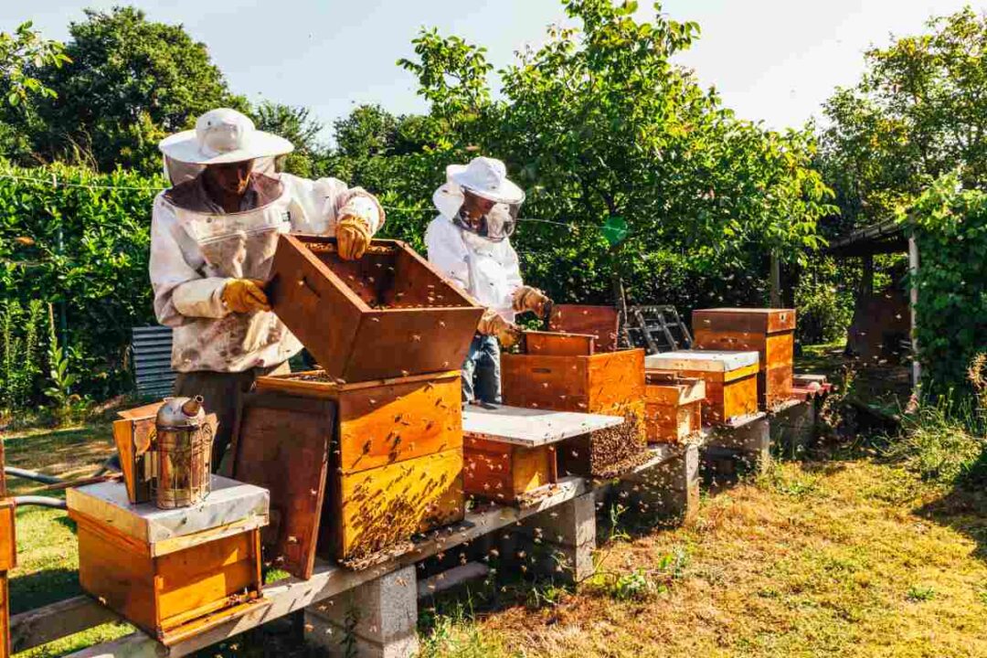 The 7 Best Types of Beehives for Beekeepers - Minneopa Orchards