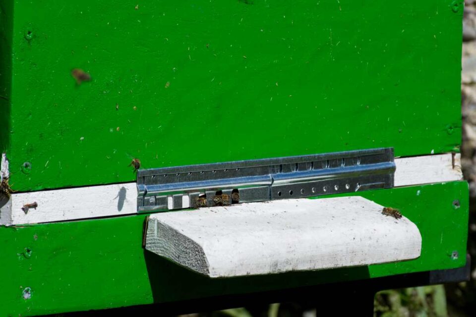 Wintering Bees: Everything You Need to Know - Minneopa Orchards