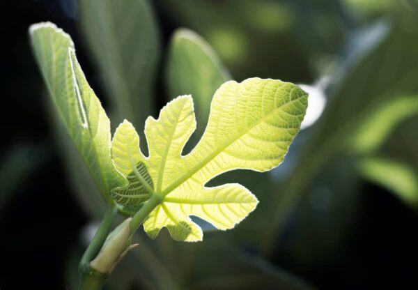 All About the Yellow Fig - Minneopa Orchards