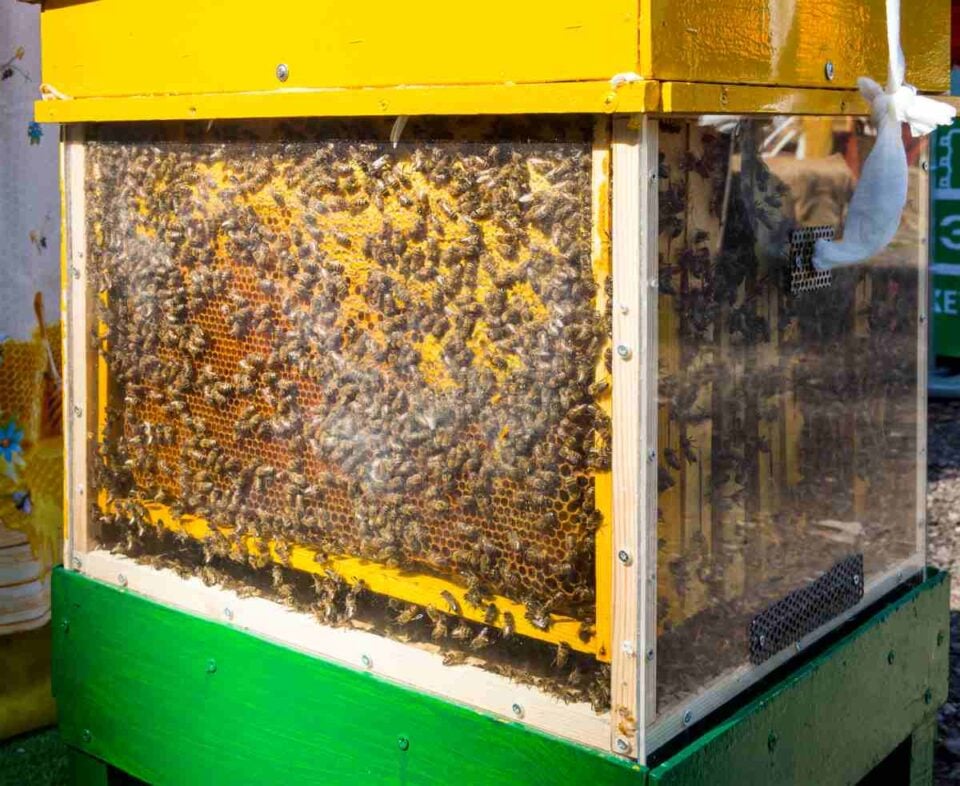 Indoor Beehives: The Smart way to Keep Beehives Indoors - Minneopa Orchards