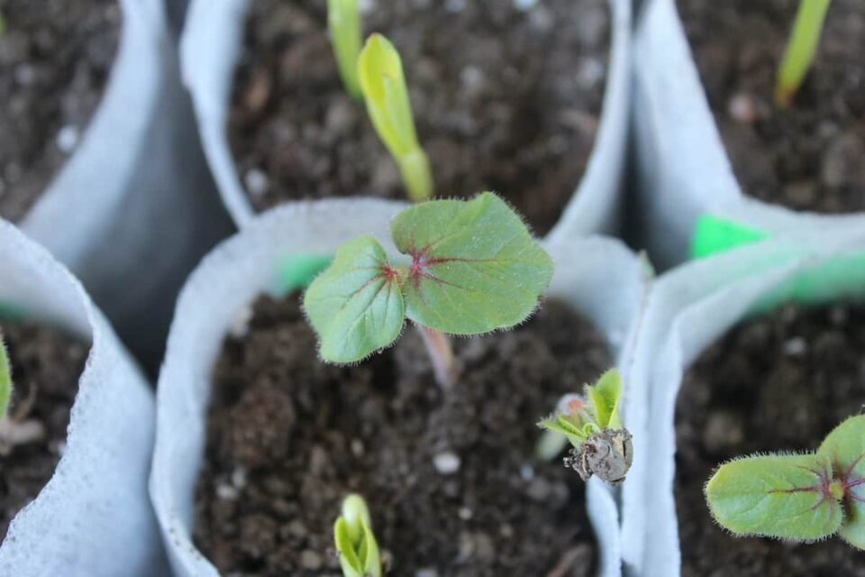 How to Plant Okra - Minneopa Orchards