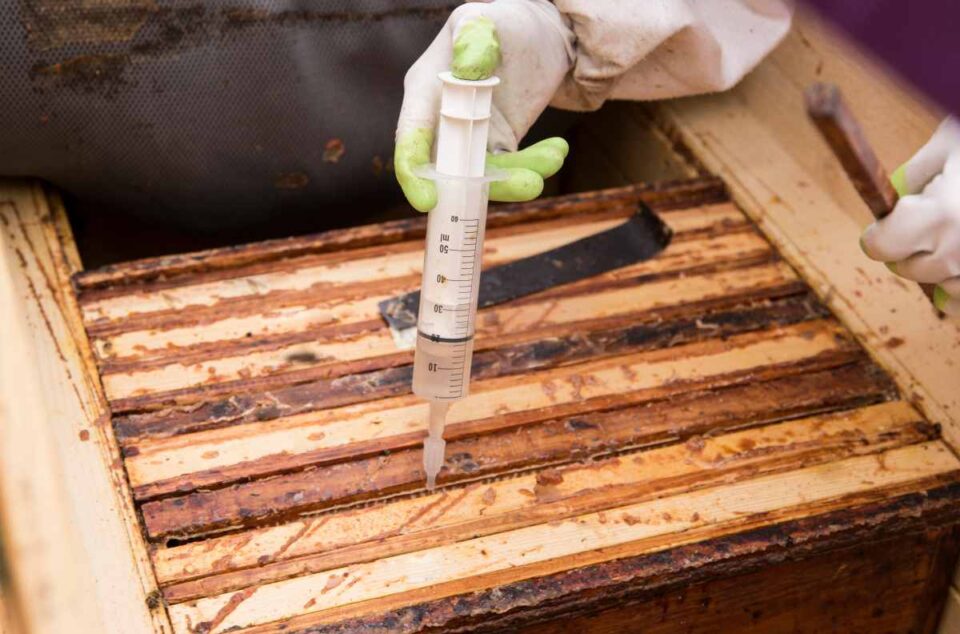 Oxalic Acid Bee Treatment: The Best Beekeeper's Guide - Minneopa Orchards