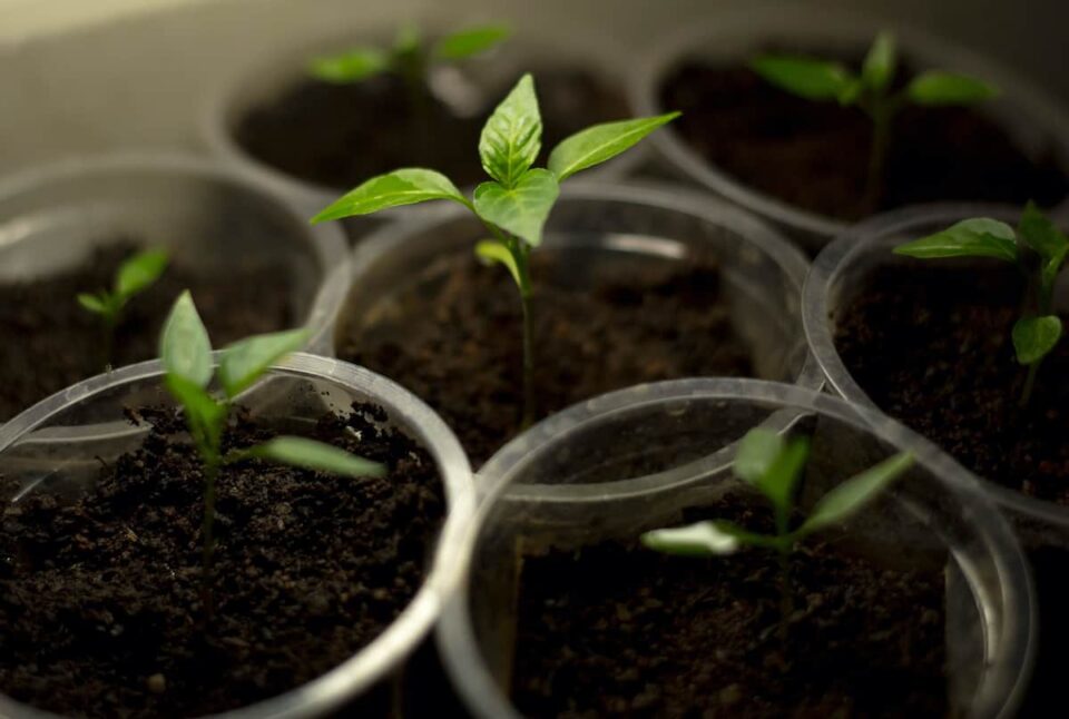 All About the Naga Viper Pepper - Minneopa Orchards