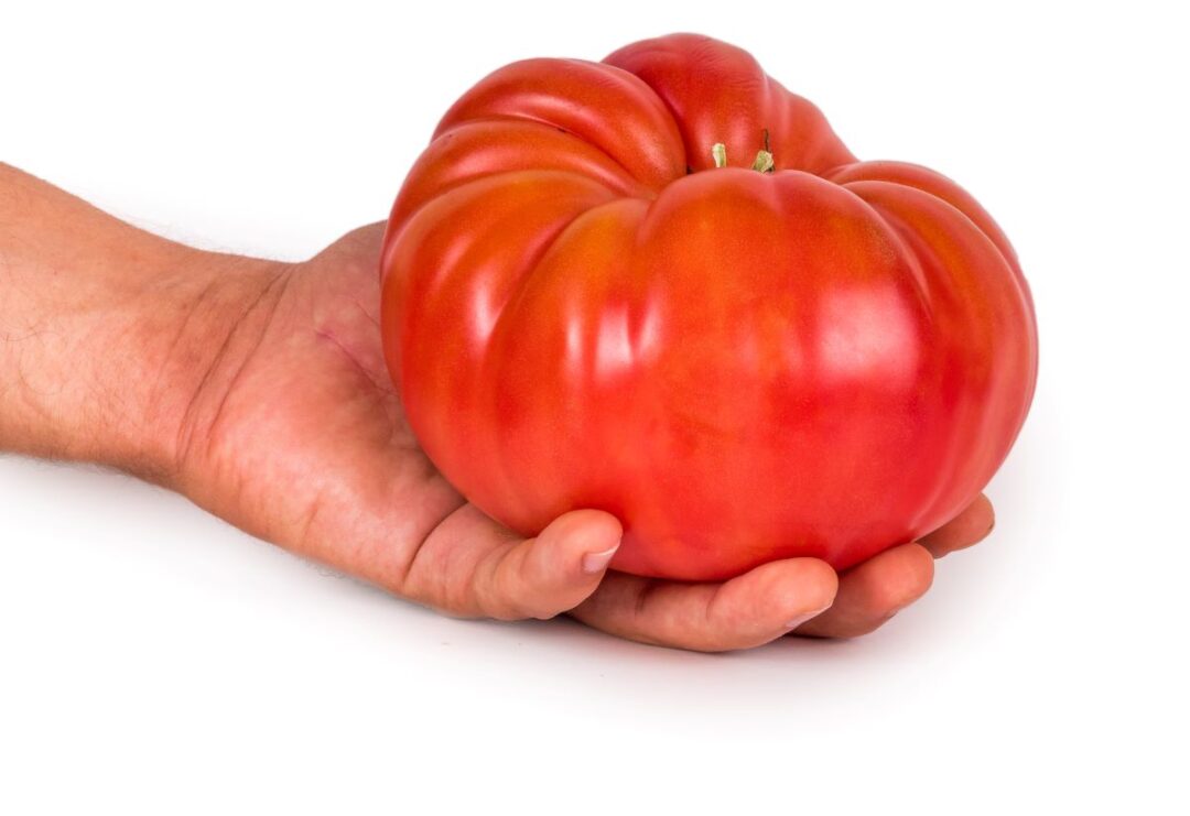 All About the Delicious Tomato: How to Plant, Grow, and Eat This Giant ...