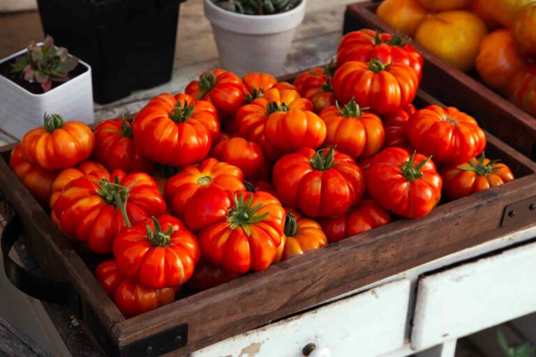 All About the Delicious Tomato: How to Plant, Grow, and Eat This Giant ...