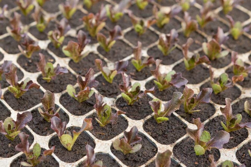 How to Plant Lettuce - Minneopa Orchards