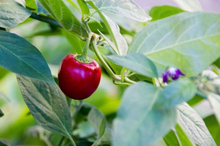 All About the Rocoto Pepper - Minneopa Orchards