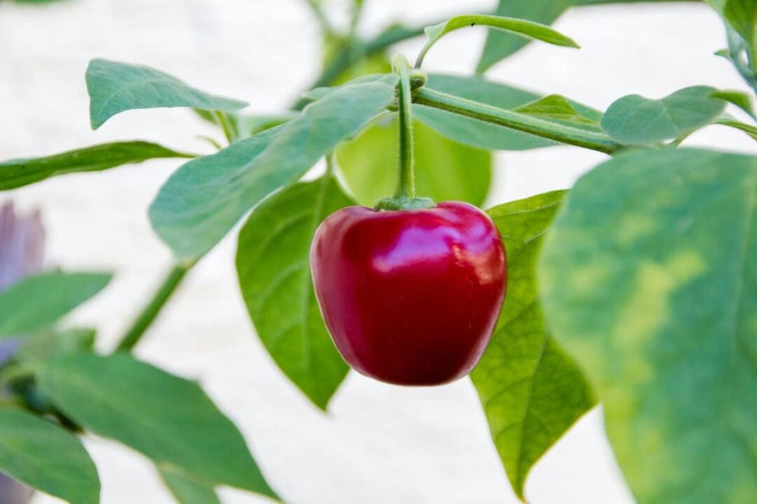 All About the Rocoto Pepper - Minneopa Orchards