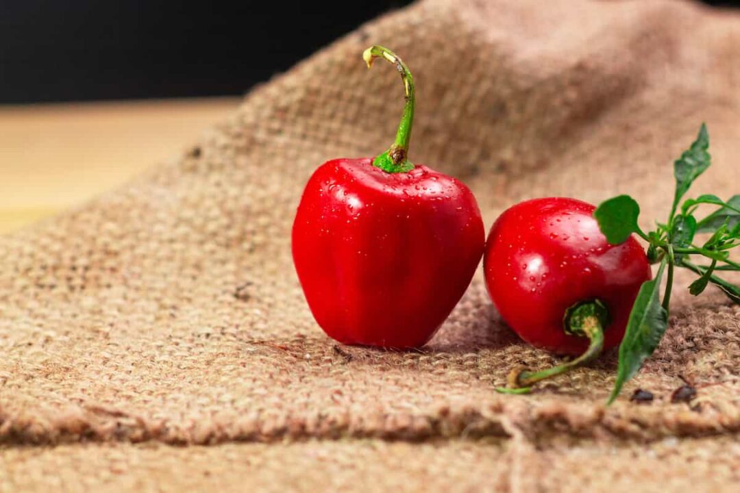 All About the Rocoto Pepper - Minneopa Orchards