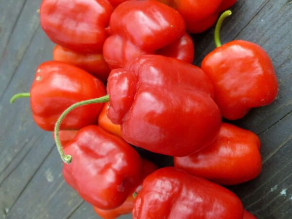 All About the Rocoto Pepper - Minneopa Orchards