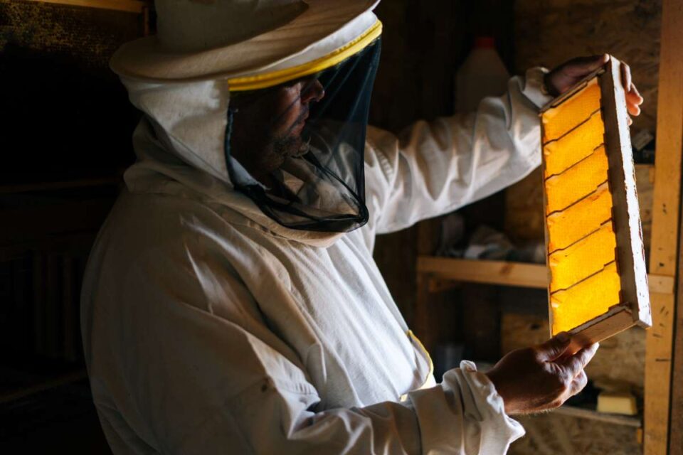 Indoor Beehives: The Smart way to Keep Beehives Indoors - Minneopa Orchards