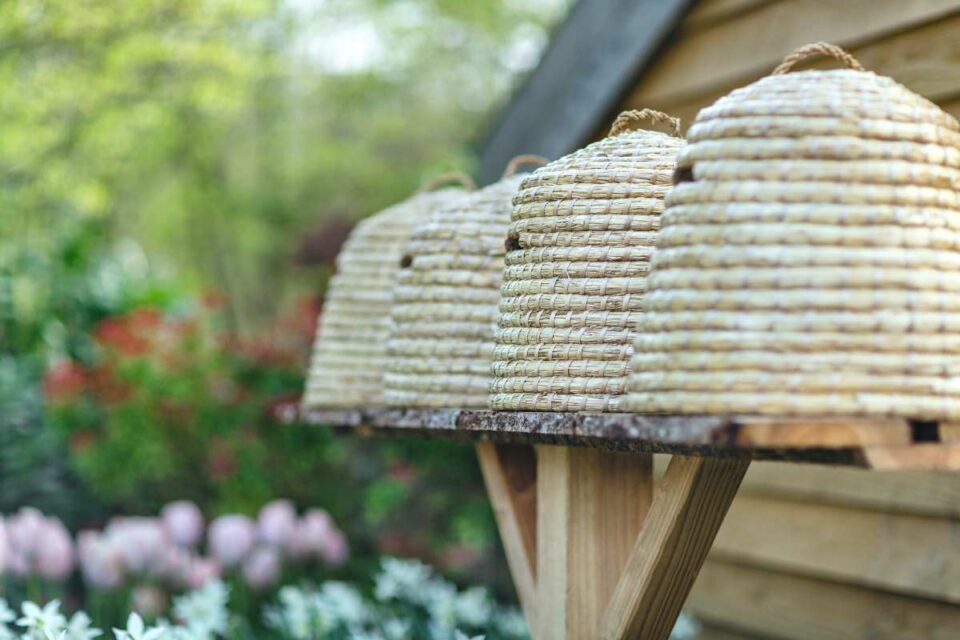 The 7 Best Types of Beehives for Beekeepers - Minneopa Orchards