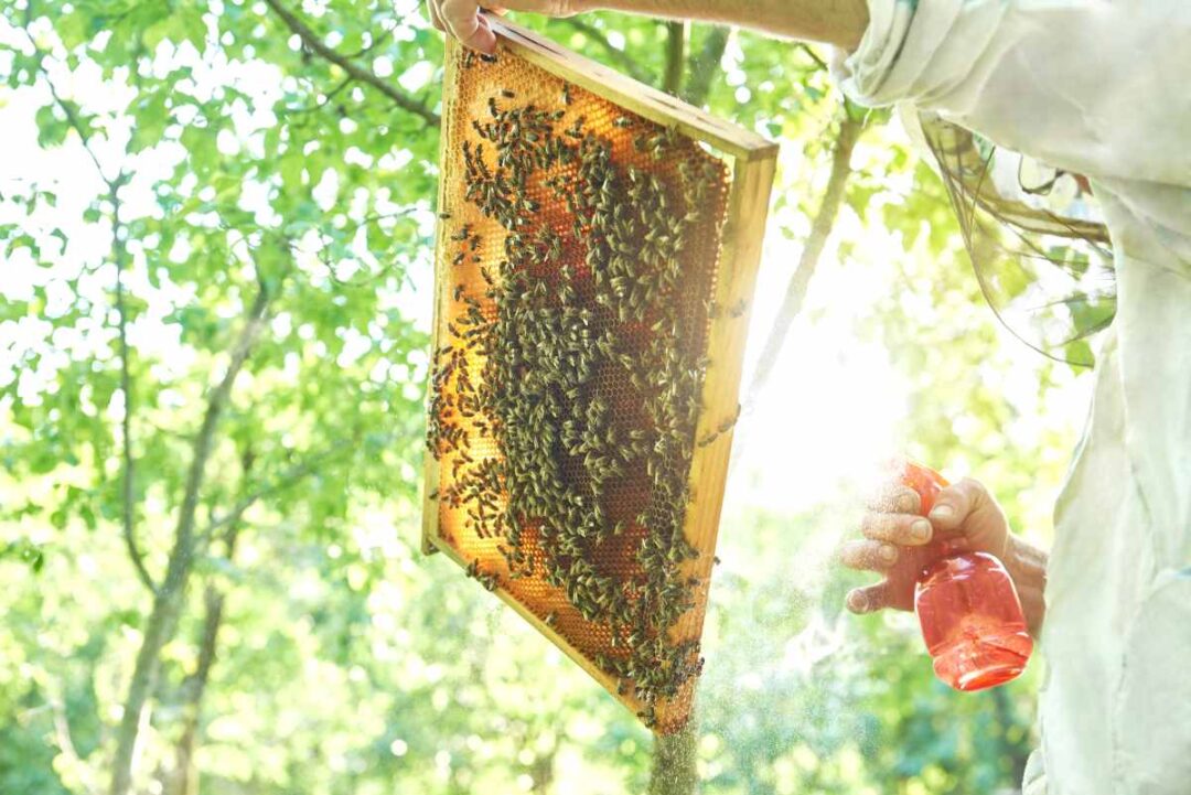 Oxalic Acid Bee Treatment The Best Beekeepers Guide Minneopa Orchards
